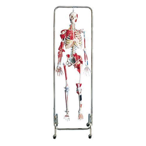 Physical therapy skeleton | Girodmedical