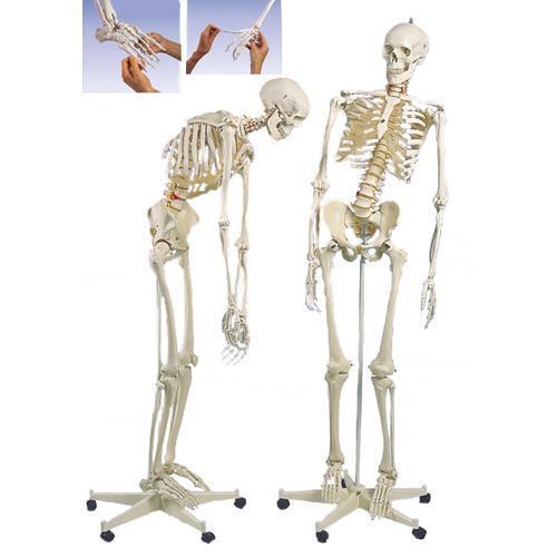 Flexible Human Skeleton Fred| Girodmedical